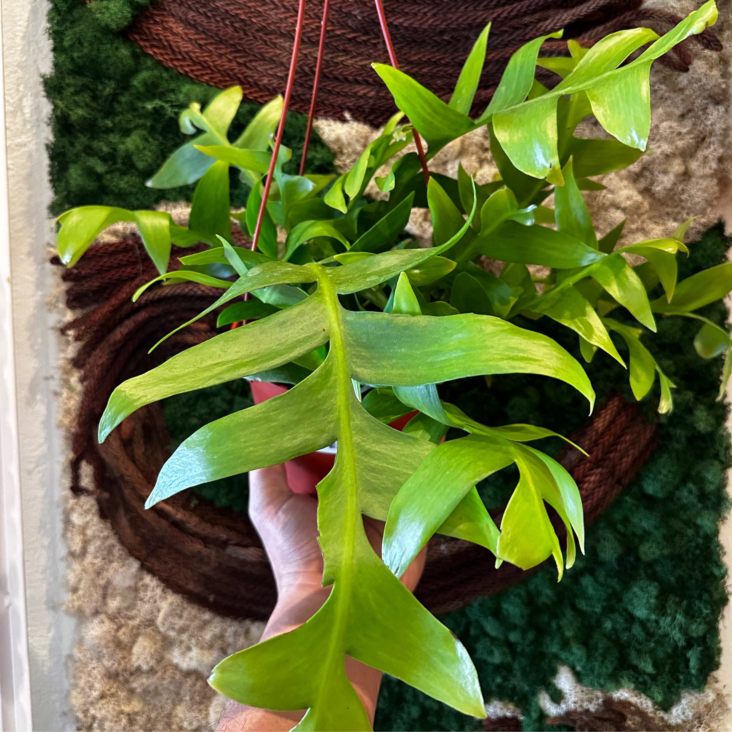 Selenicereus chrysocardium aka "Fern Leaf Cactus" | Planterday: Your ...